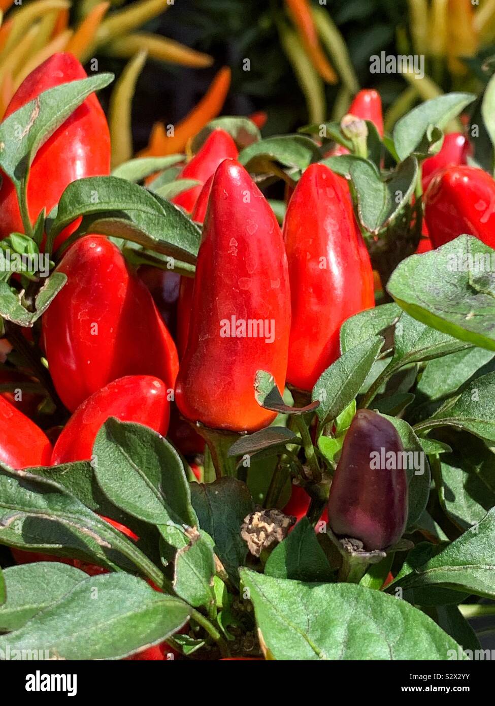 Ornamental peppers hi-res stock photography and images - Alamy