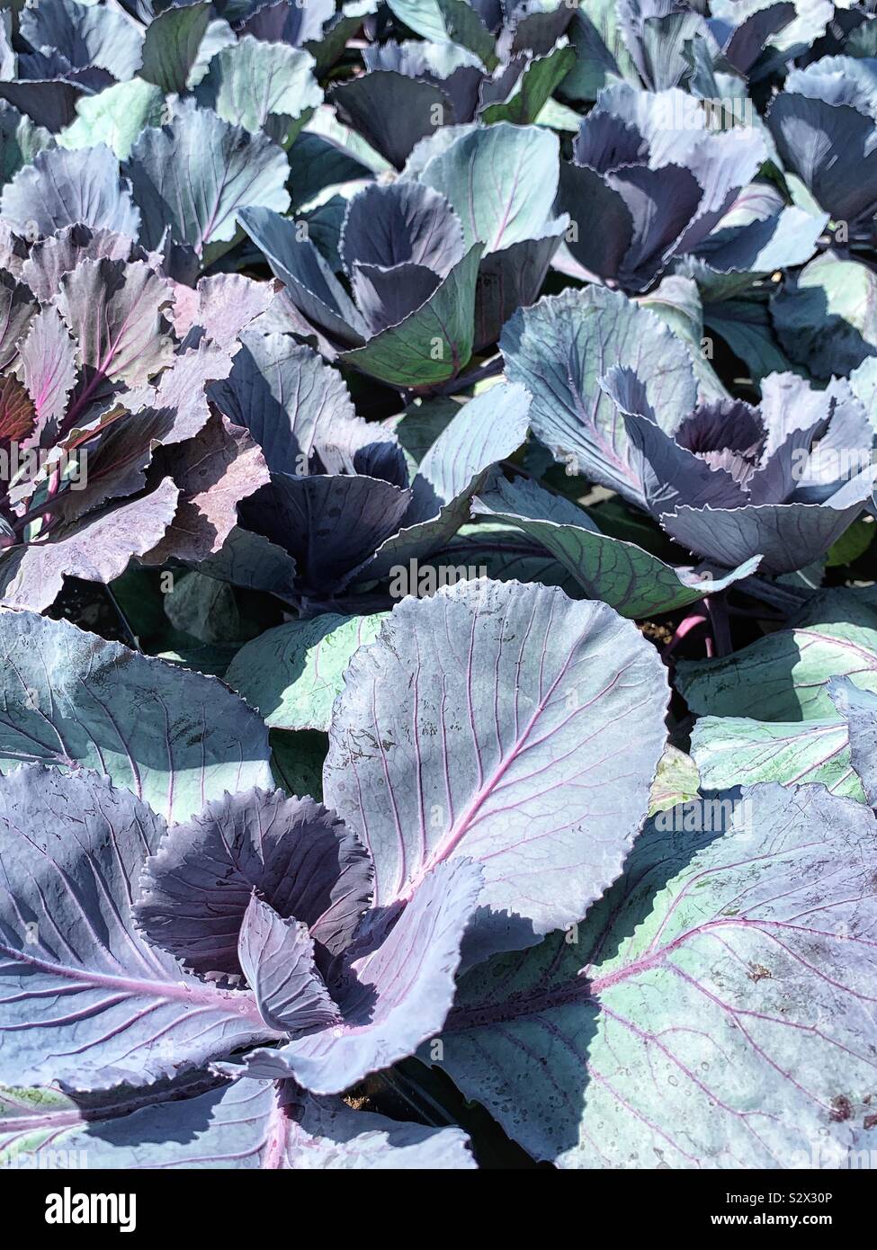 Kale cabbage garden hi-res stock photography and images - Alamy