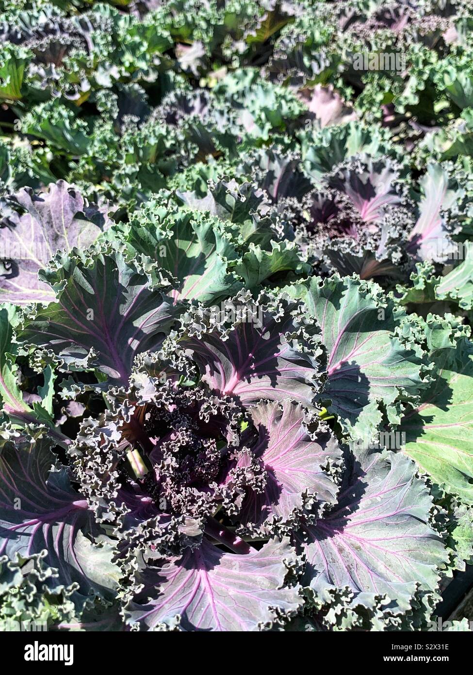 Beautiful garden full of purple and green cabbage and kale in full ...