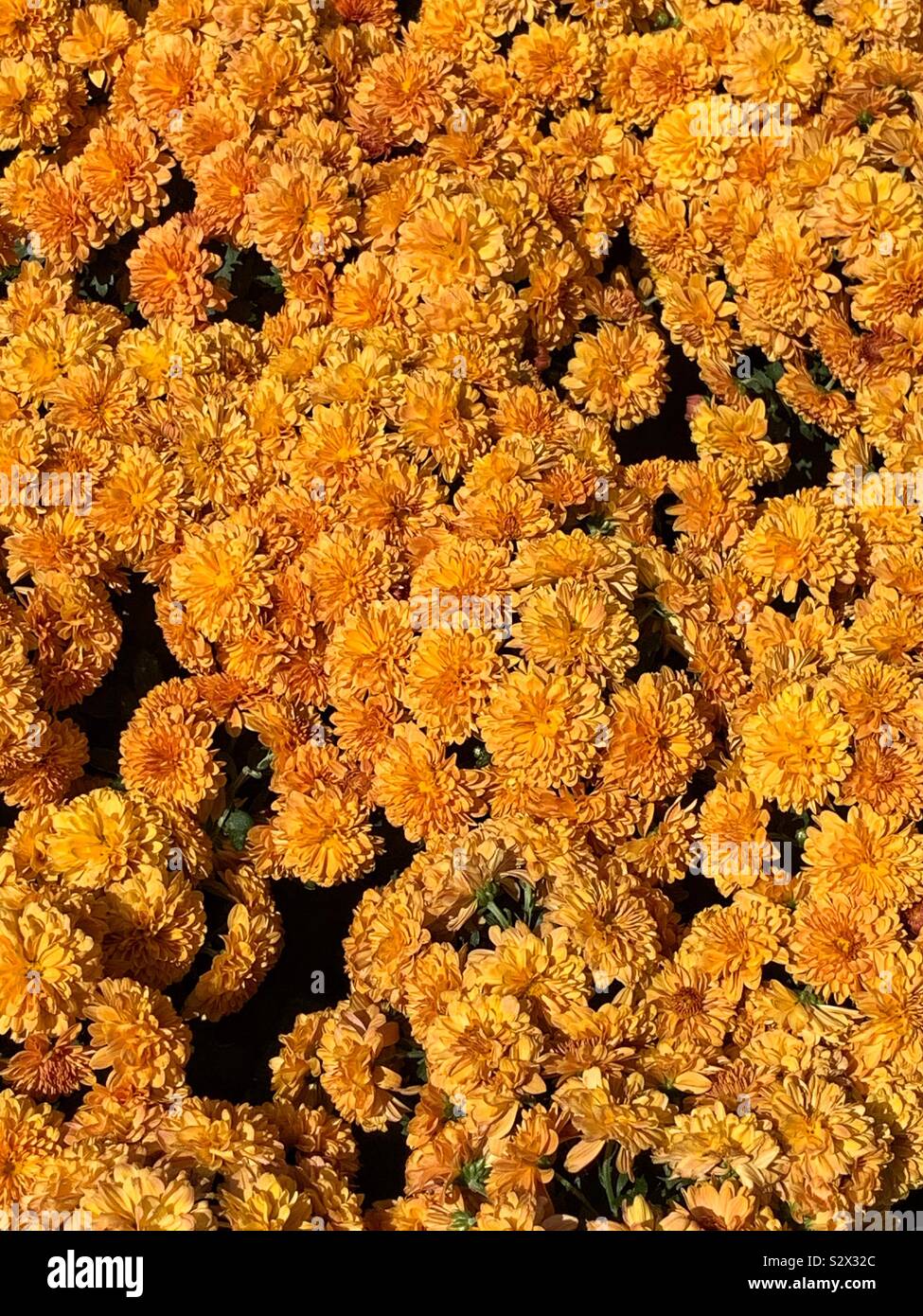 Bright orange mums in full bloom Stock Photo - Alamy
