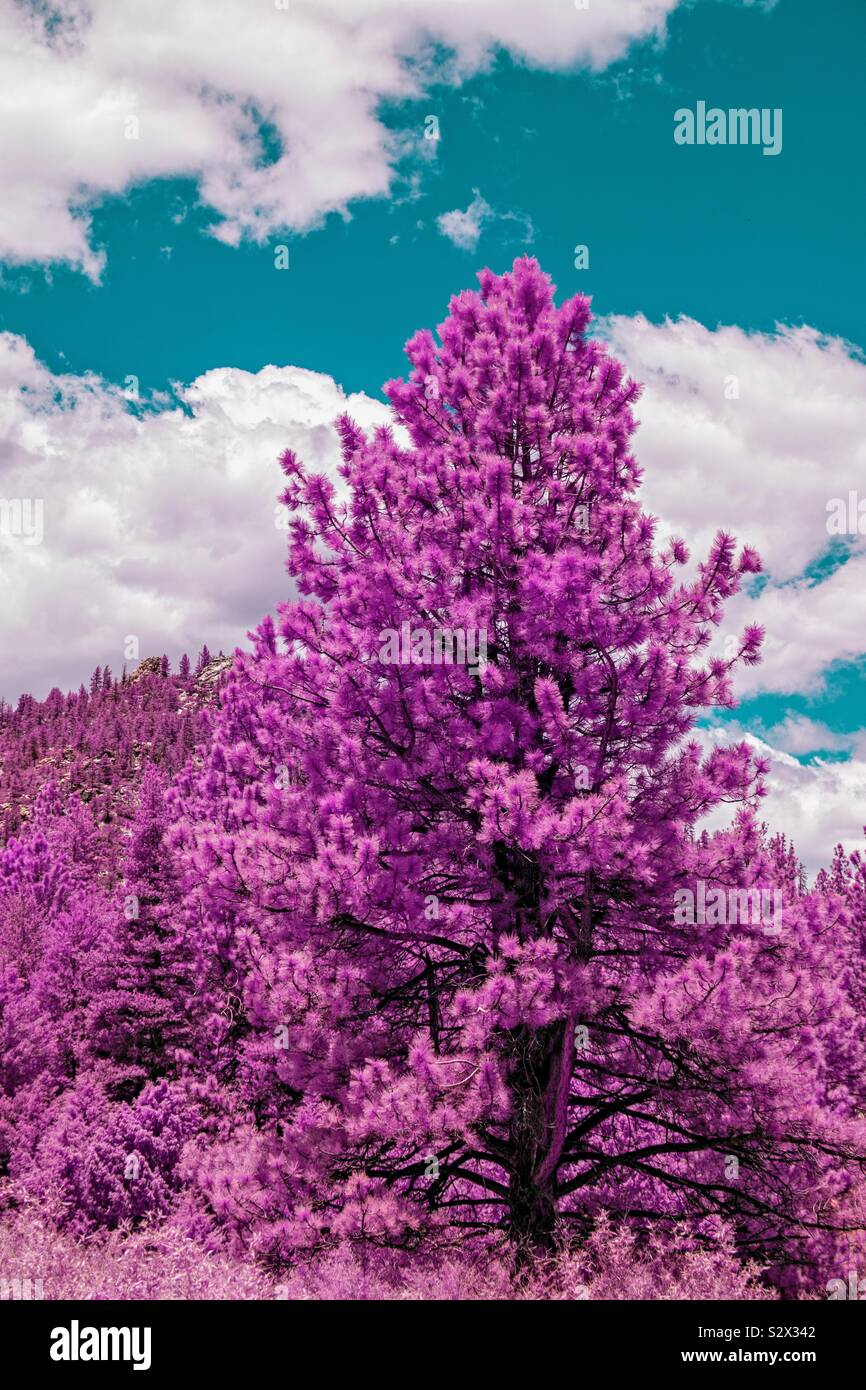 Pink trees under light blue skies with white fluffy clouds Stock Photo ...