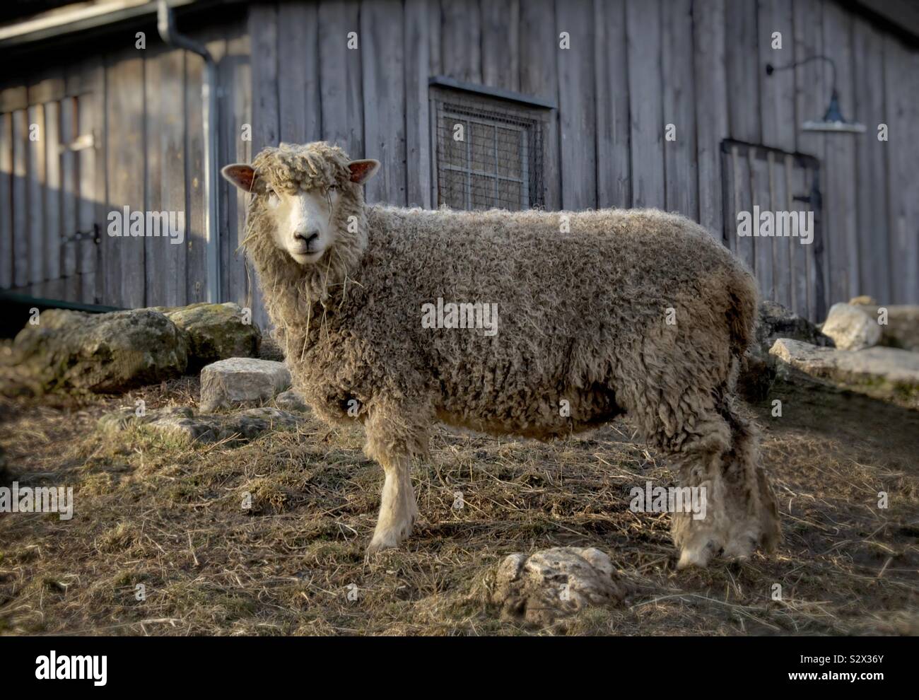 Sheep sound hi-res stock photography and images - Alamy