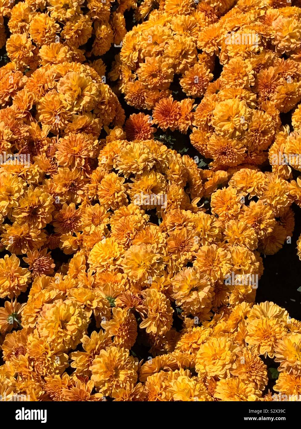 Bright orange mums hi-res stock photography and images - Alamy
