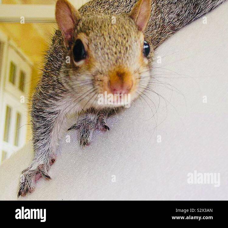 Tame squirrels hi-res stock photography and images - Alamy