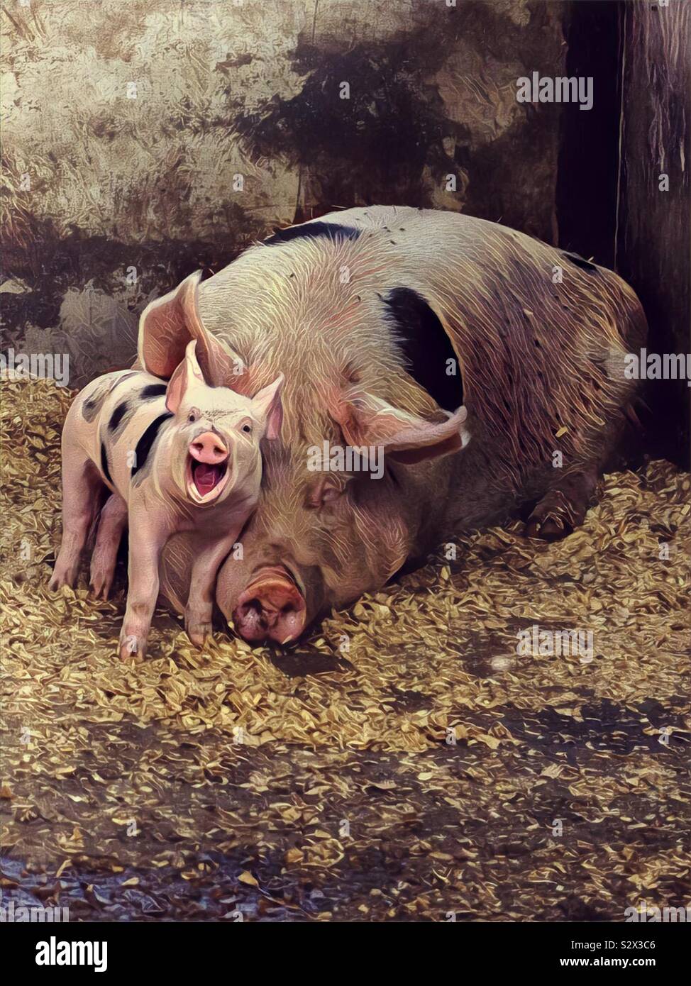 Me and my mummy. Piglet and pig together Stock Photo - Alamy
