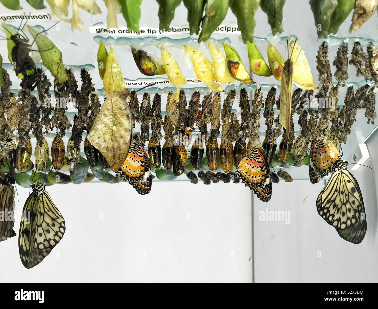 Assorted butterflies hi-res stock photography and images - Alamy