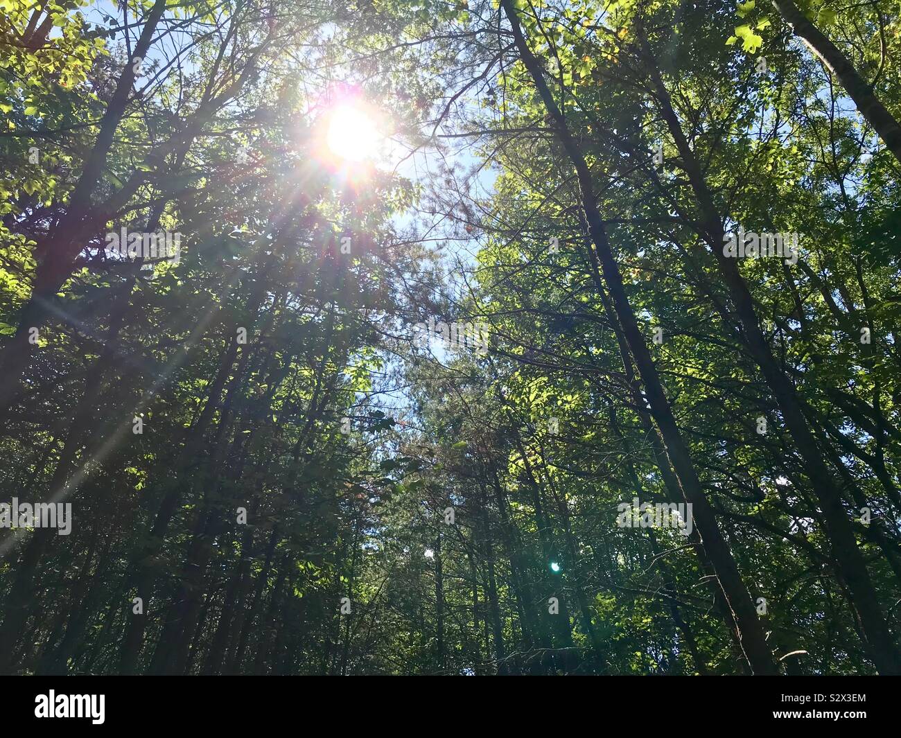 Sun rays in the forest Stock Photo - Alamy