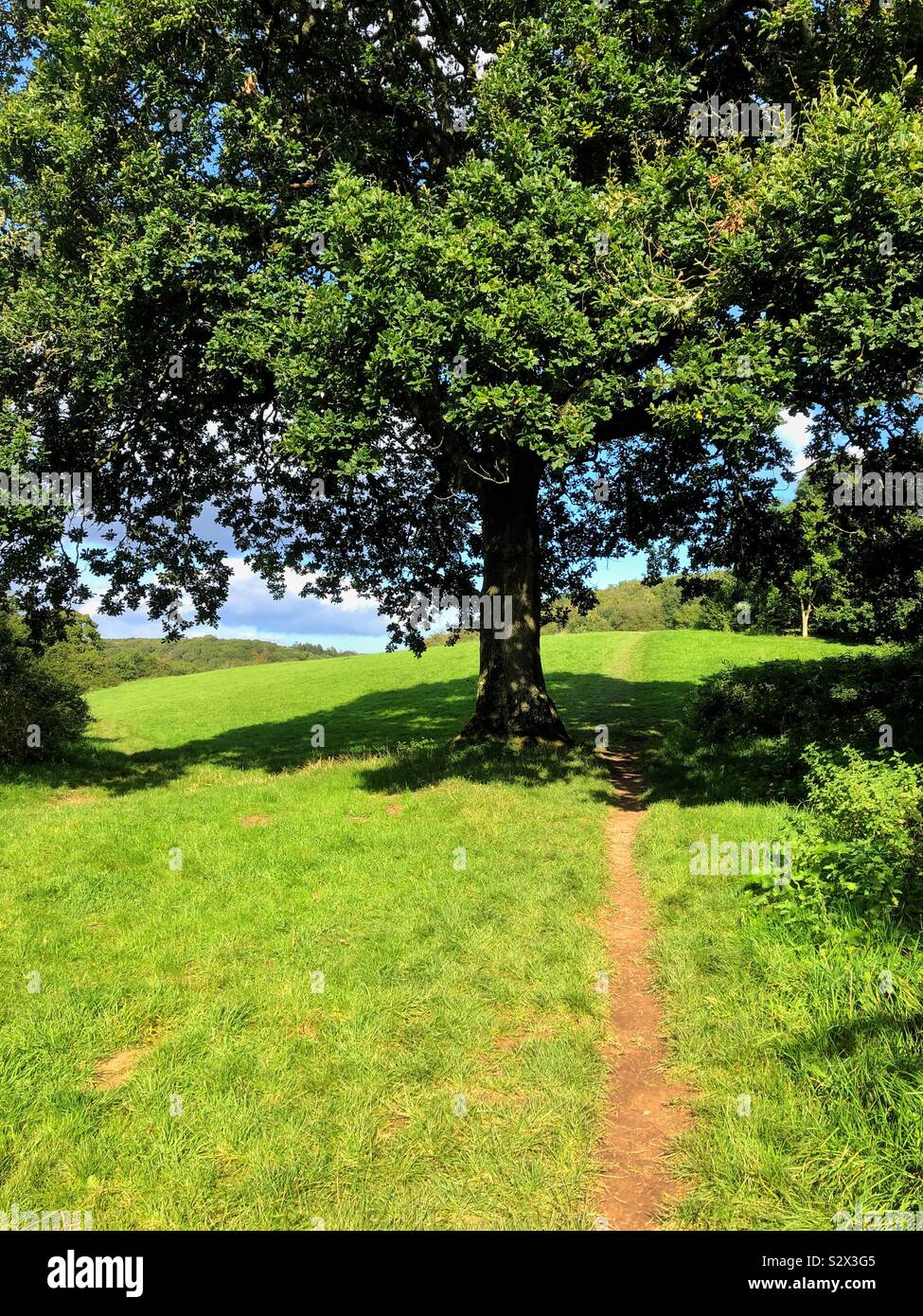 Path under an old Oak tree and beyond Stock Photo - Alamy