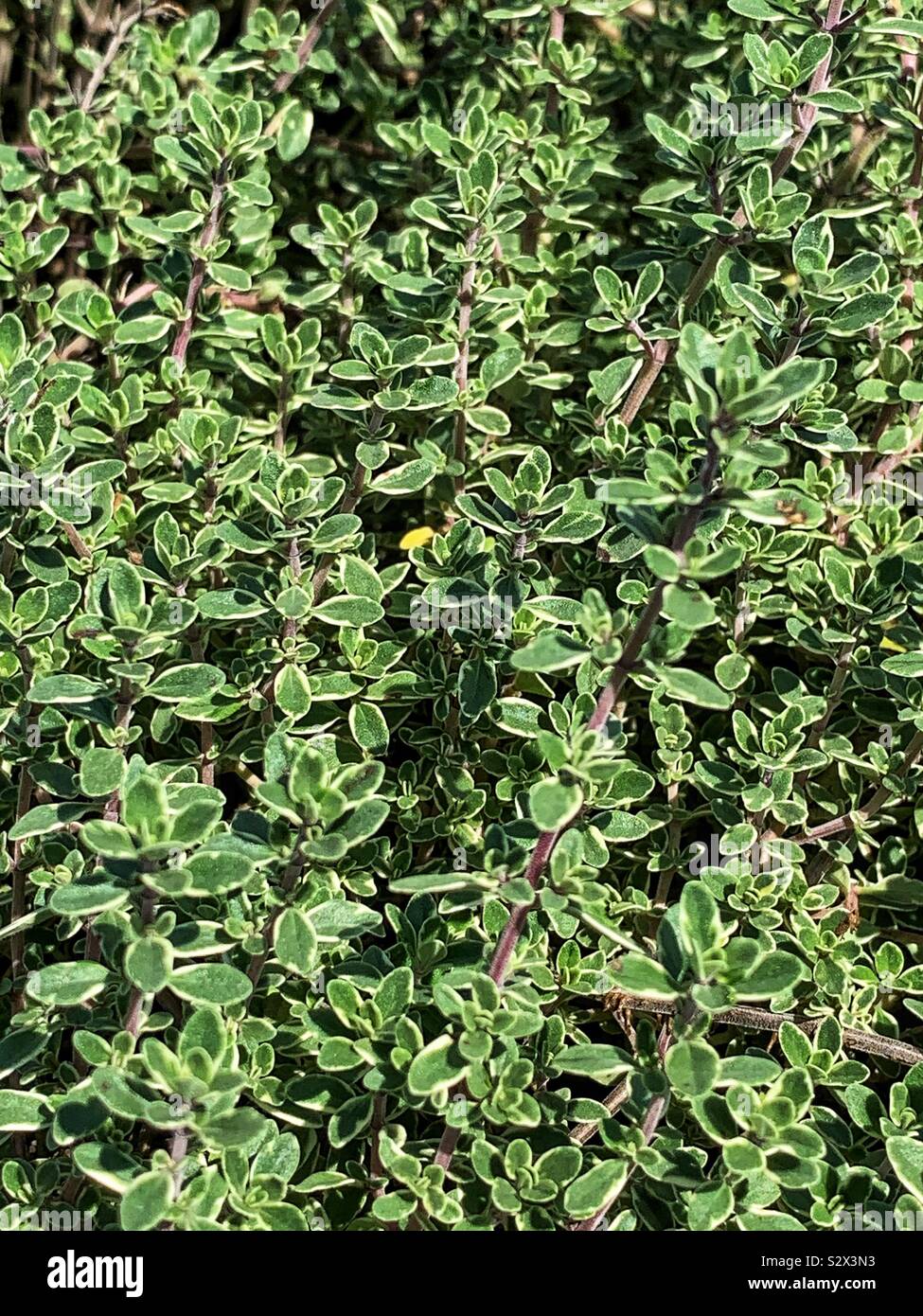 Beautiful silver edged thyme Stock Photo - Alamy