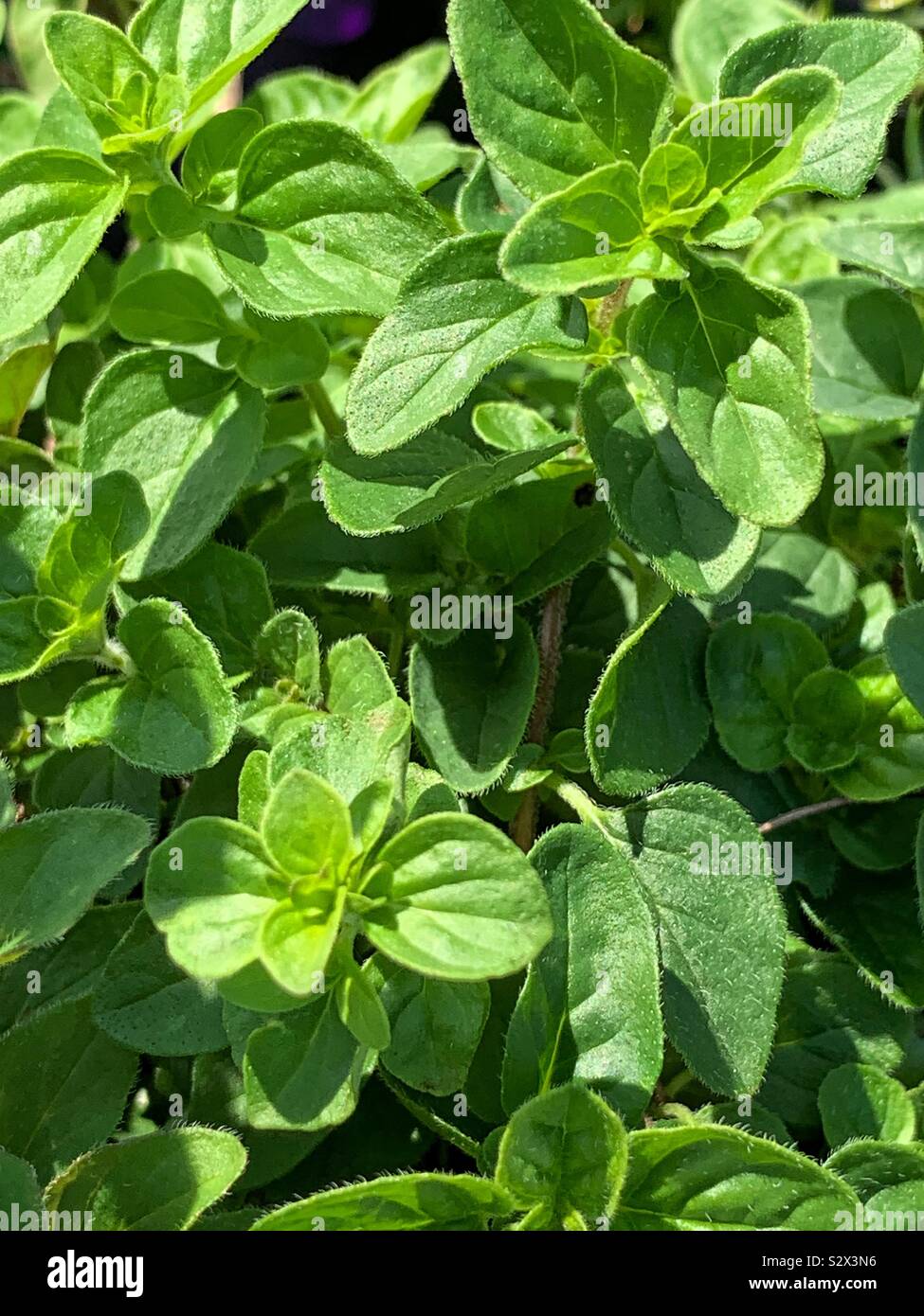 Beautiful fresh Italian oregano, Origanum vulgare, growing in a summer ...