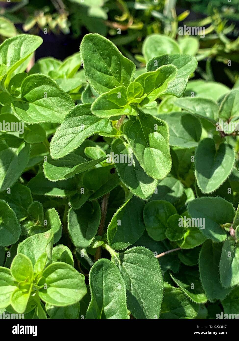 Beautiful fresh Italian oregano, Origanum vulgare, growing in a summer ...
