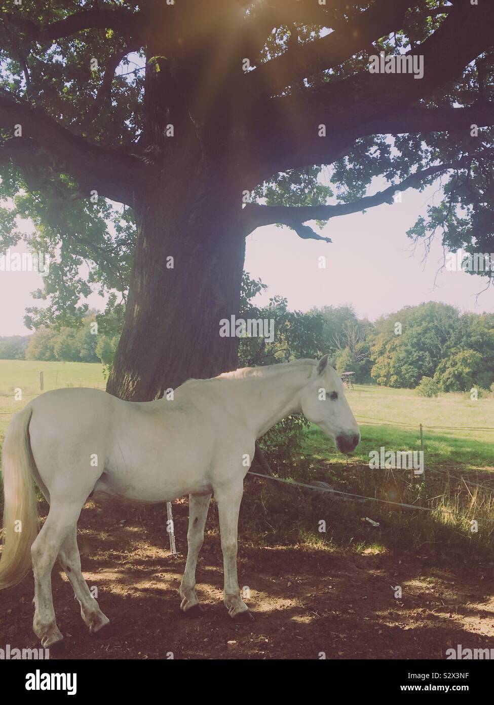 Under an oak tree hi-res stock photography and images - Alamy