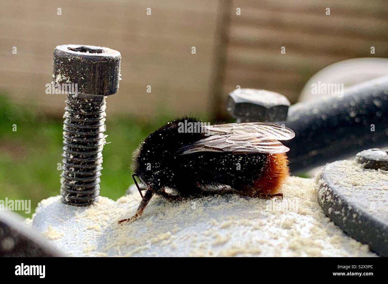 Red tailed bumblebee Stock Photo - Alamy