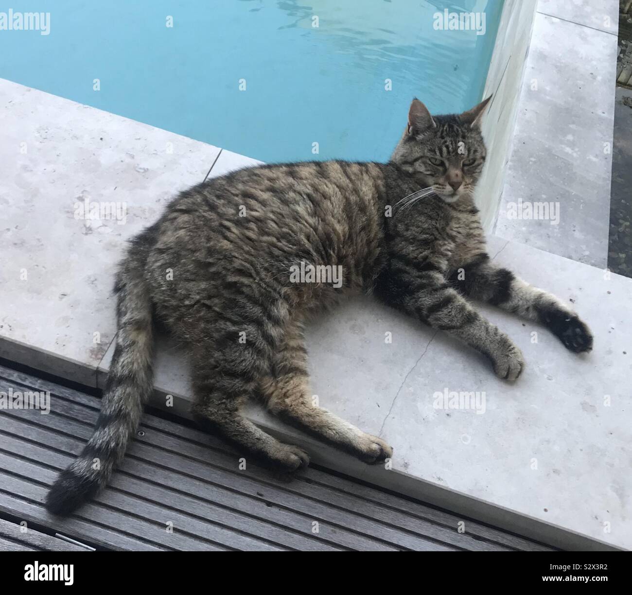 Cat by the pool hi-res stock photography and images - Alamy
