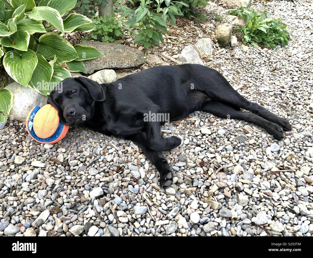 Black labrador retriever puppy hi-res stock photography and images - Alamy