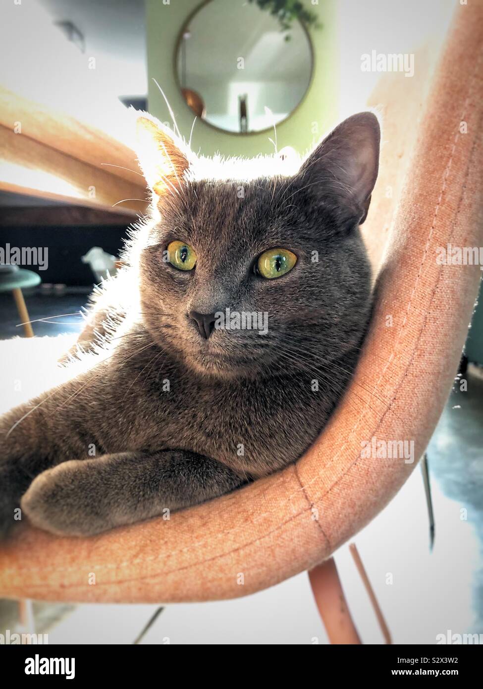 Very cute kitten on chair hi-res stock photography and images - Alamy