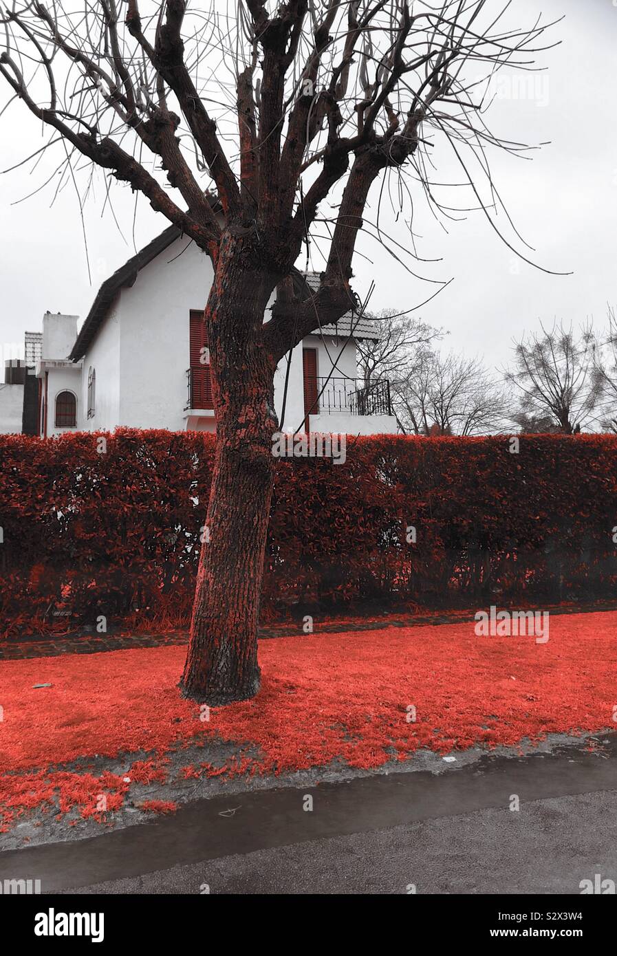 Red grass hi-res stock photography and images - Alamy