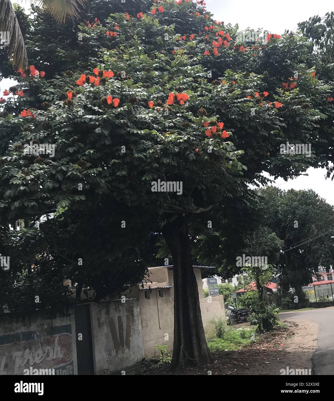 Oronge hi-res stock photography and images - Alamy