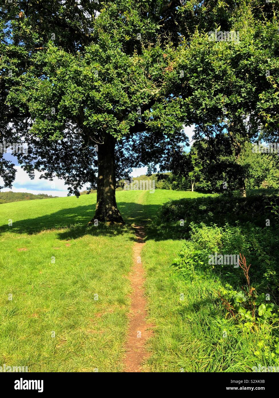 Pathway under an oak tree through a green field, September Stock Photo ...