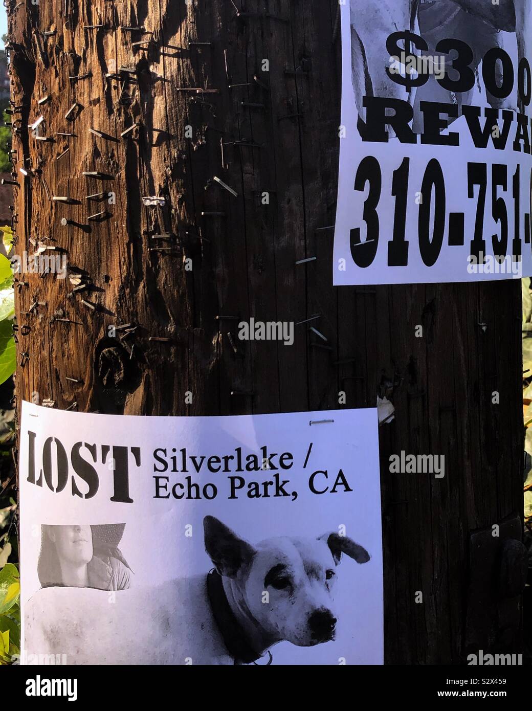 Found Dog Poster