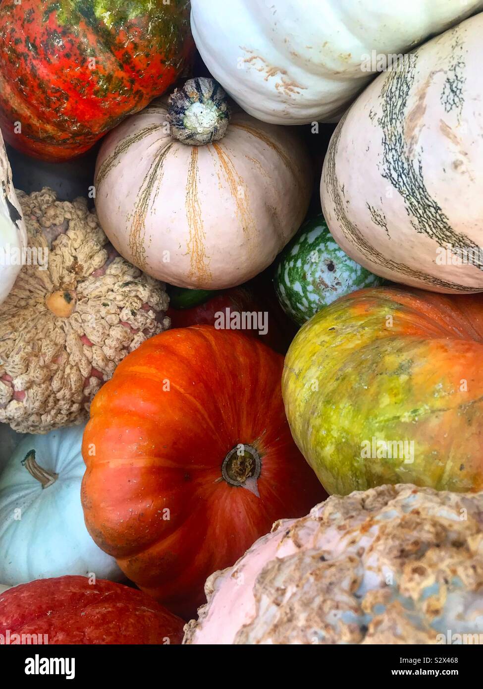 Fall gourds and pumpkins Stock Photo - Alamy
