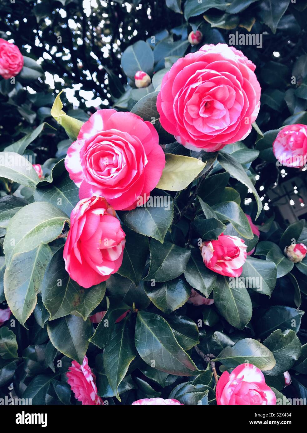 Close up of camellia hi-res stock photography and images - Alamy