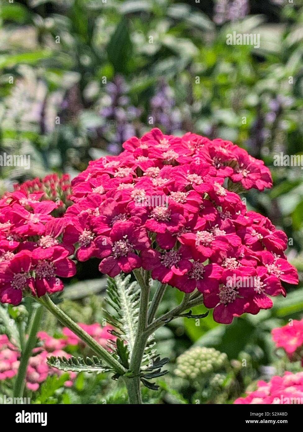 Beautiful red yarrow blossoms growing in a sunny garden, Achillea ...