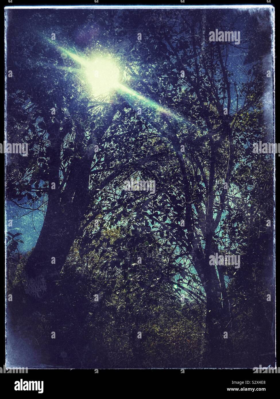 Sun filtered through trees, heavy use of filters Stock Photo - Alamy