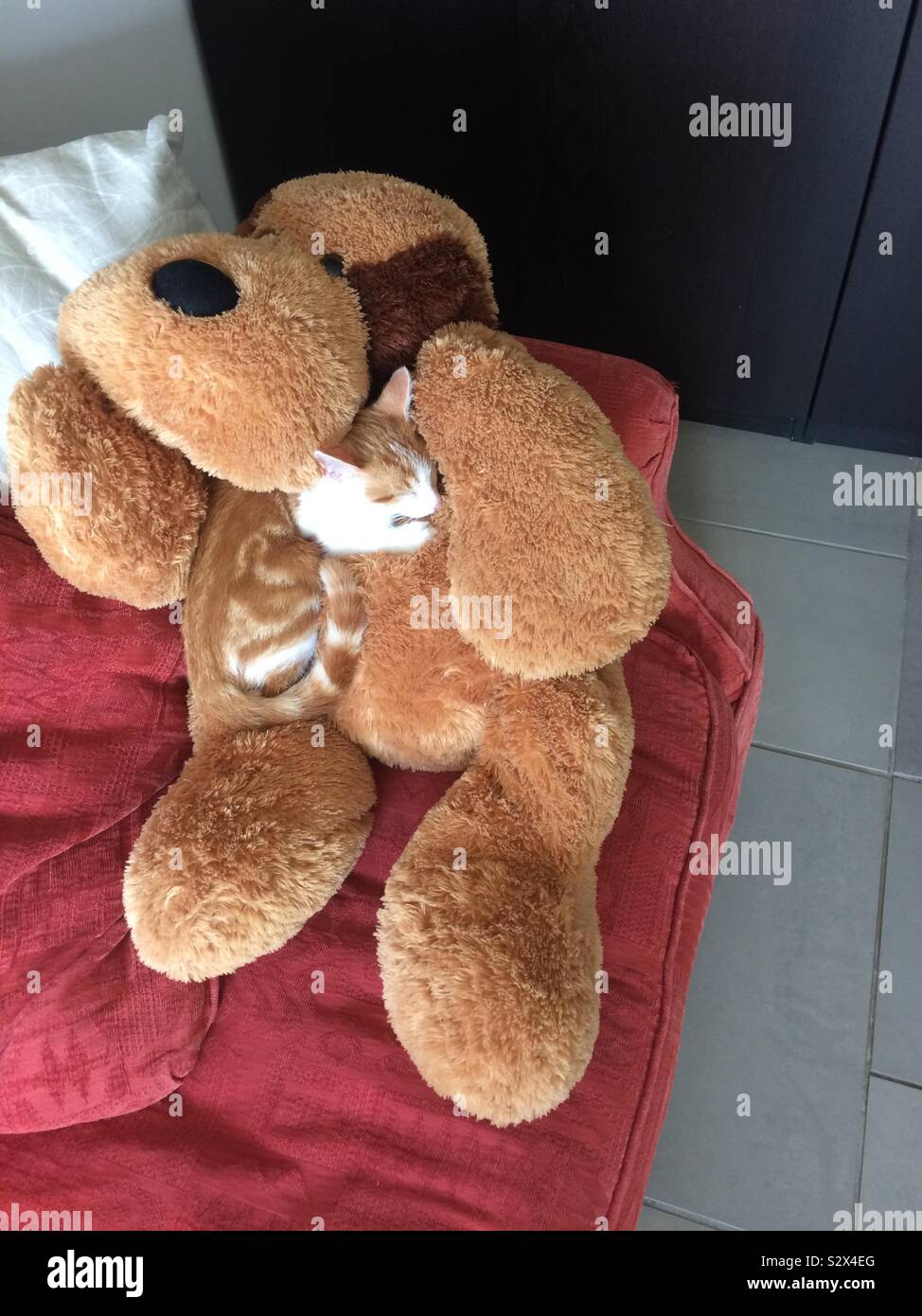 Jasper sleeping on Flaffie Stock Photo - Alamy