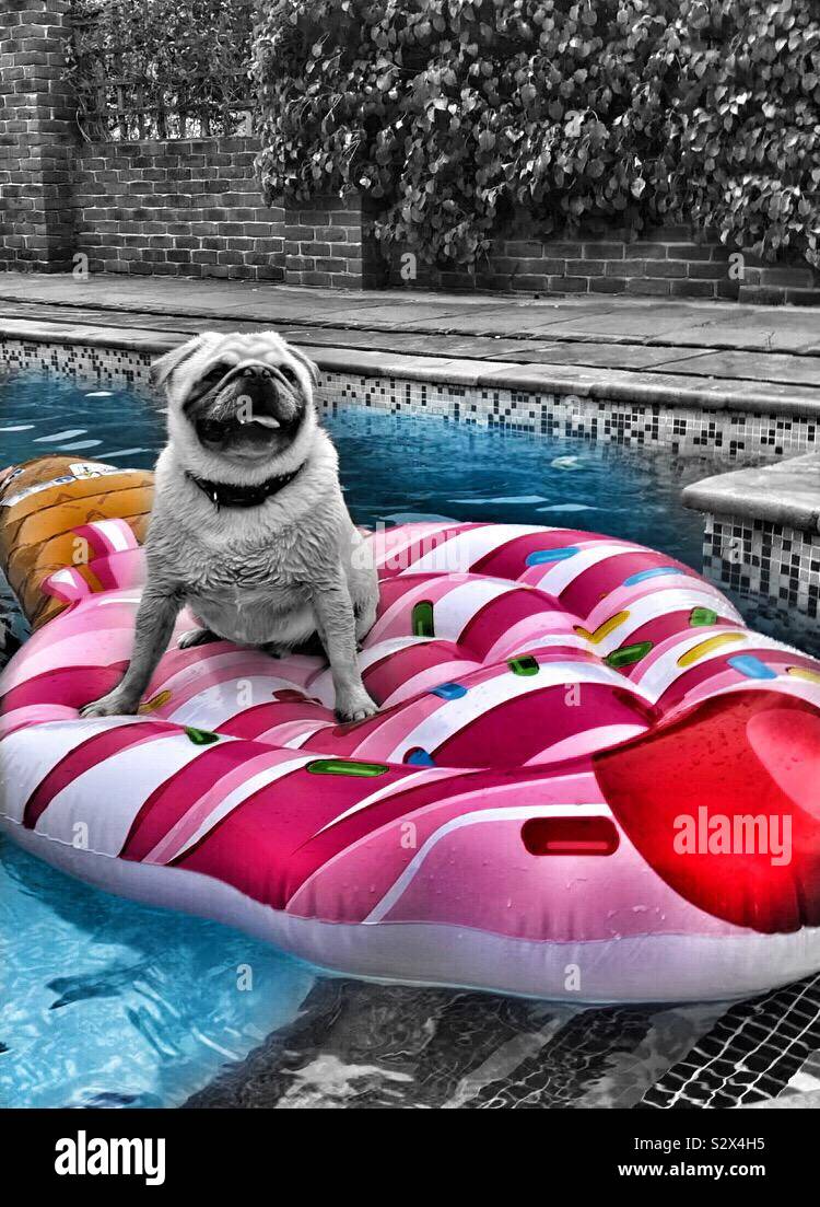 Pug on an ice cream lilo Stock Photo - Alamy