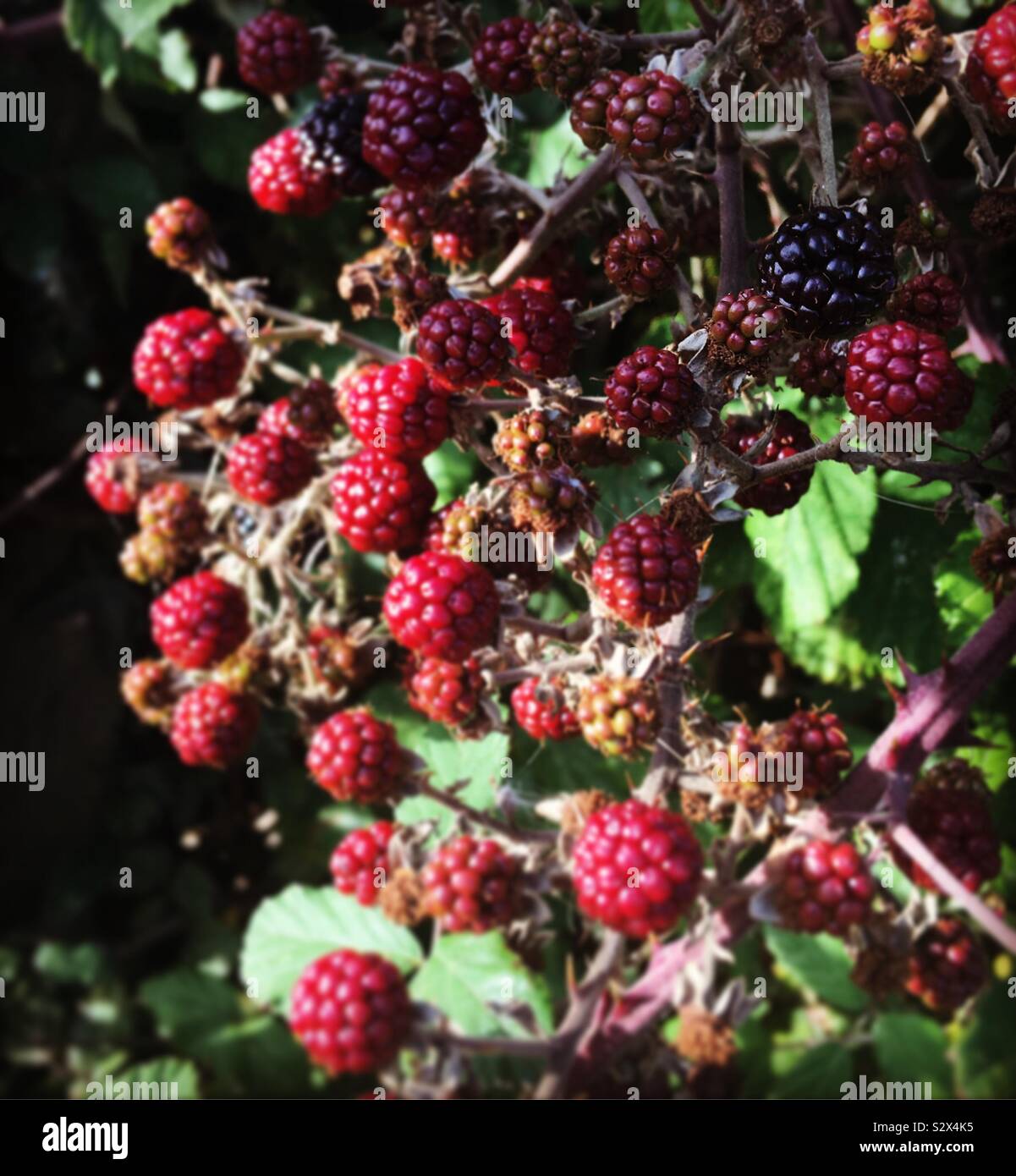 Blackberry thorns hi-res stock photography and images - Alamy