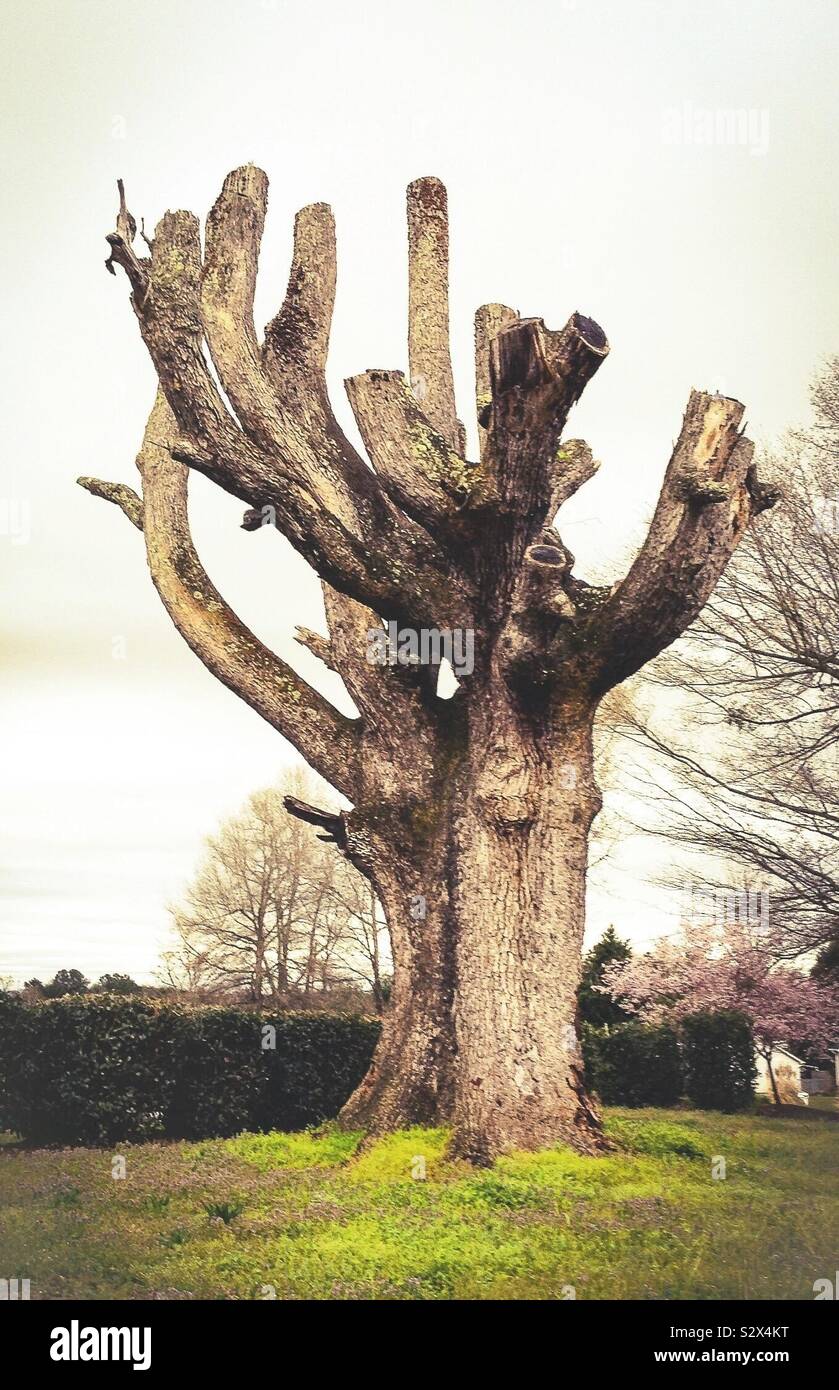 100 year old tree hi-res stock photography and images - Alamy