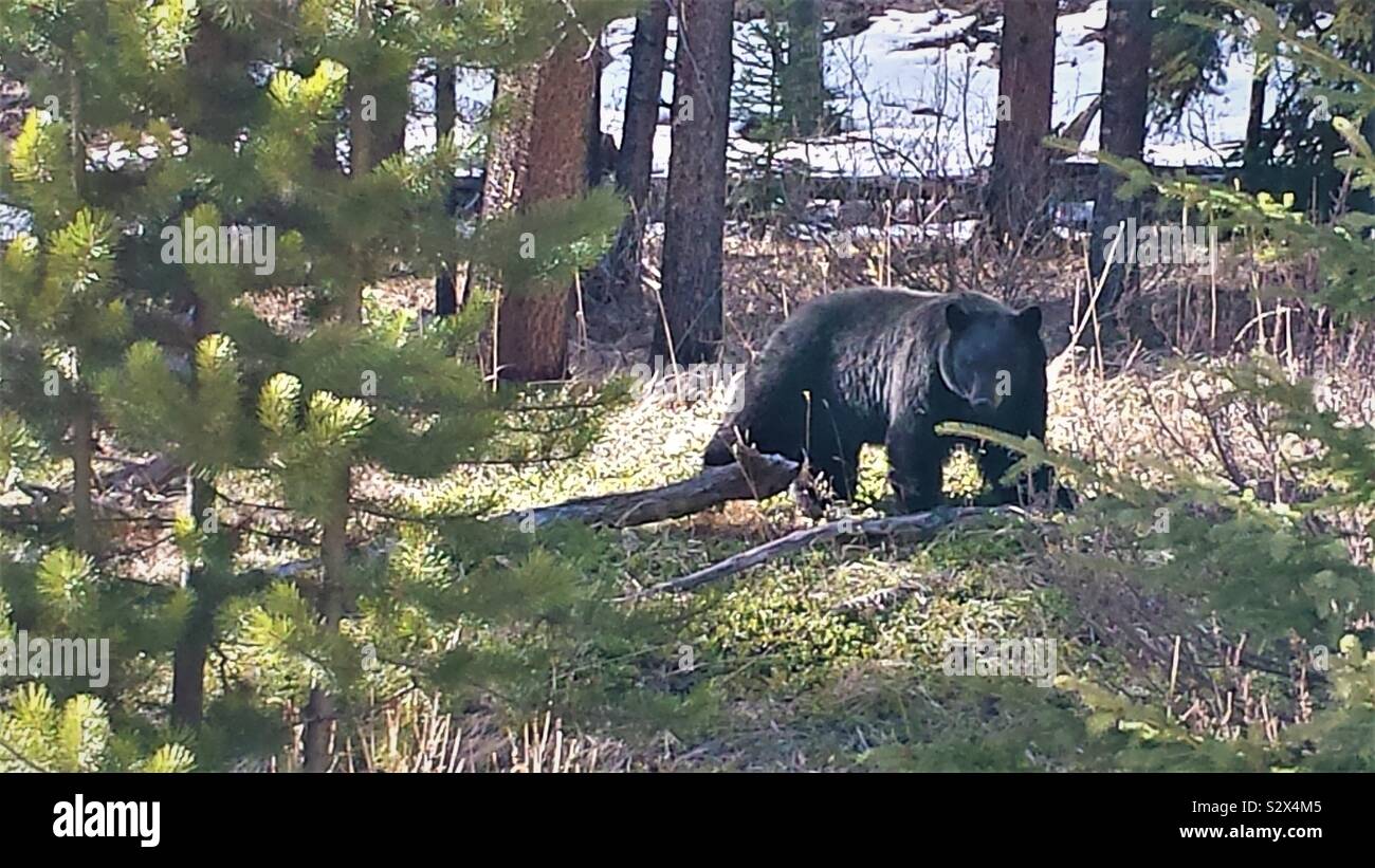 Black bear in banff national park Canada Stock Photo - Alamy