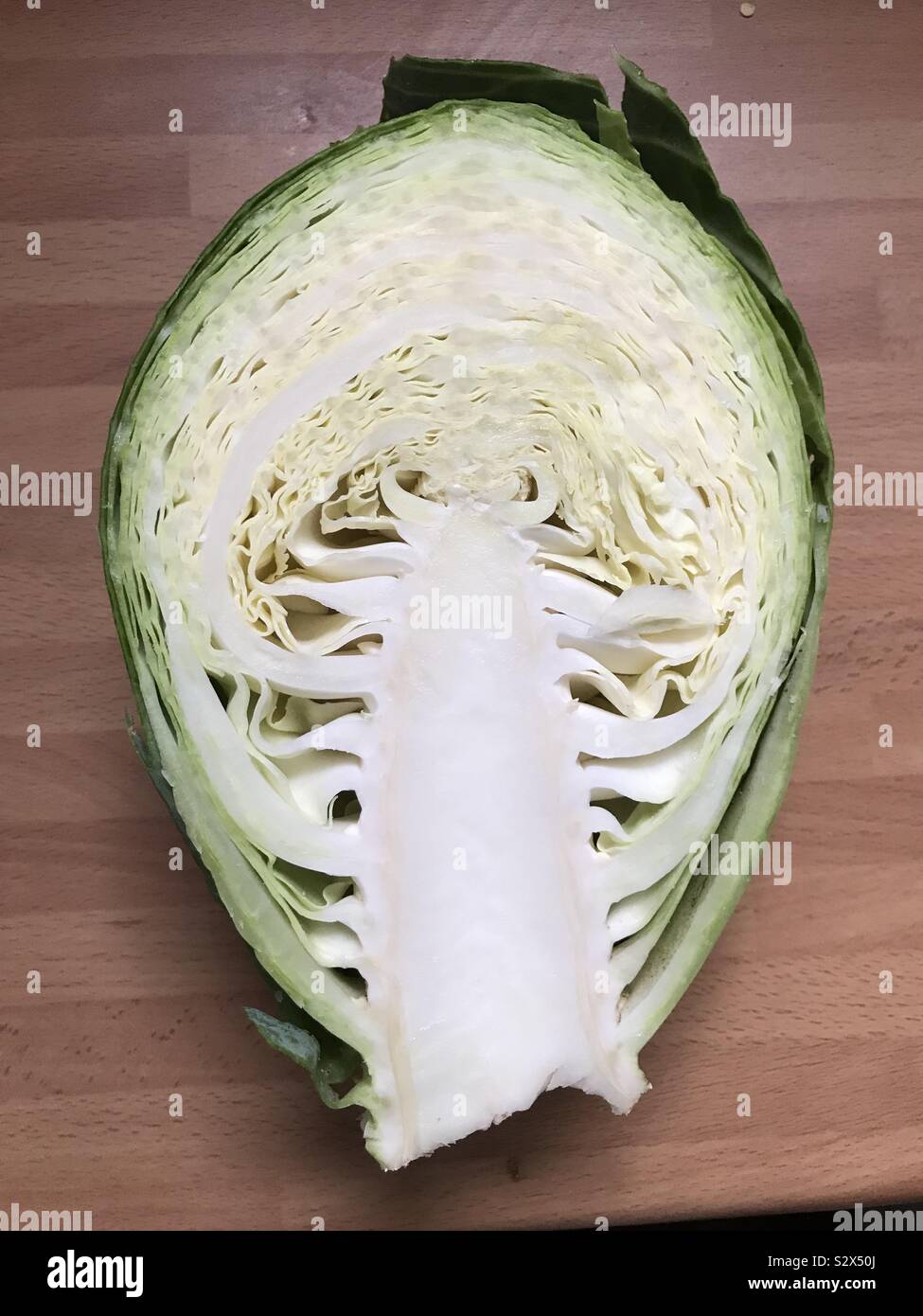 Fresh cabbage shape in half Stock Photo - Alamy
