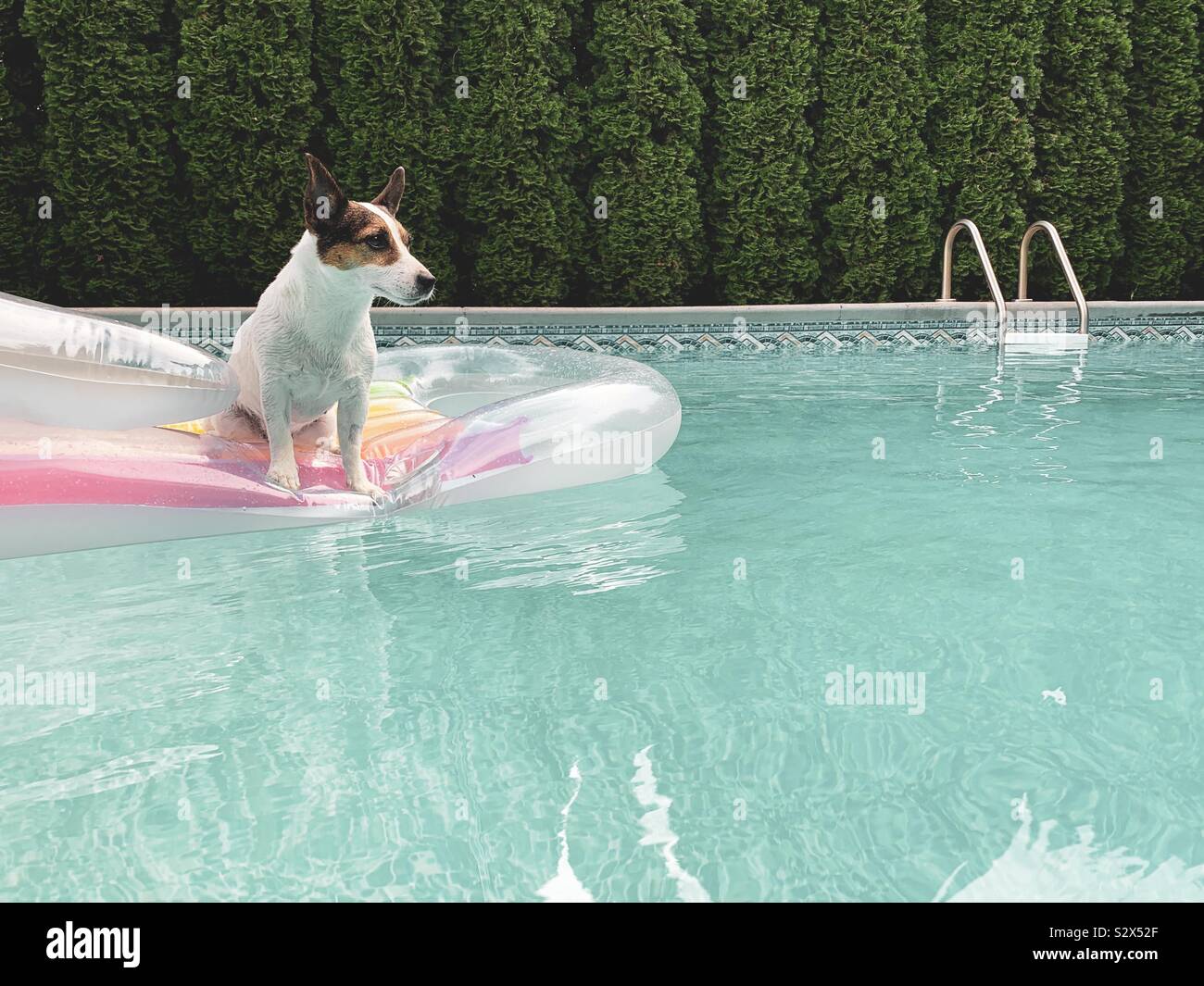 Jack Russell Terrier dog sitting on an inflatable pool float in the ...