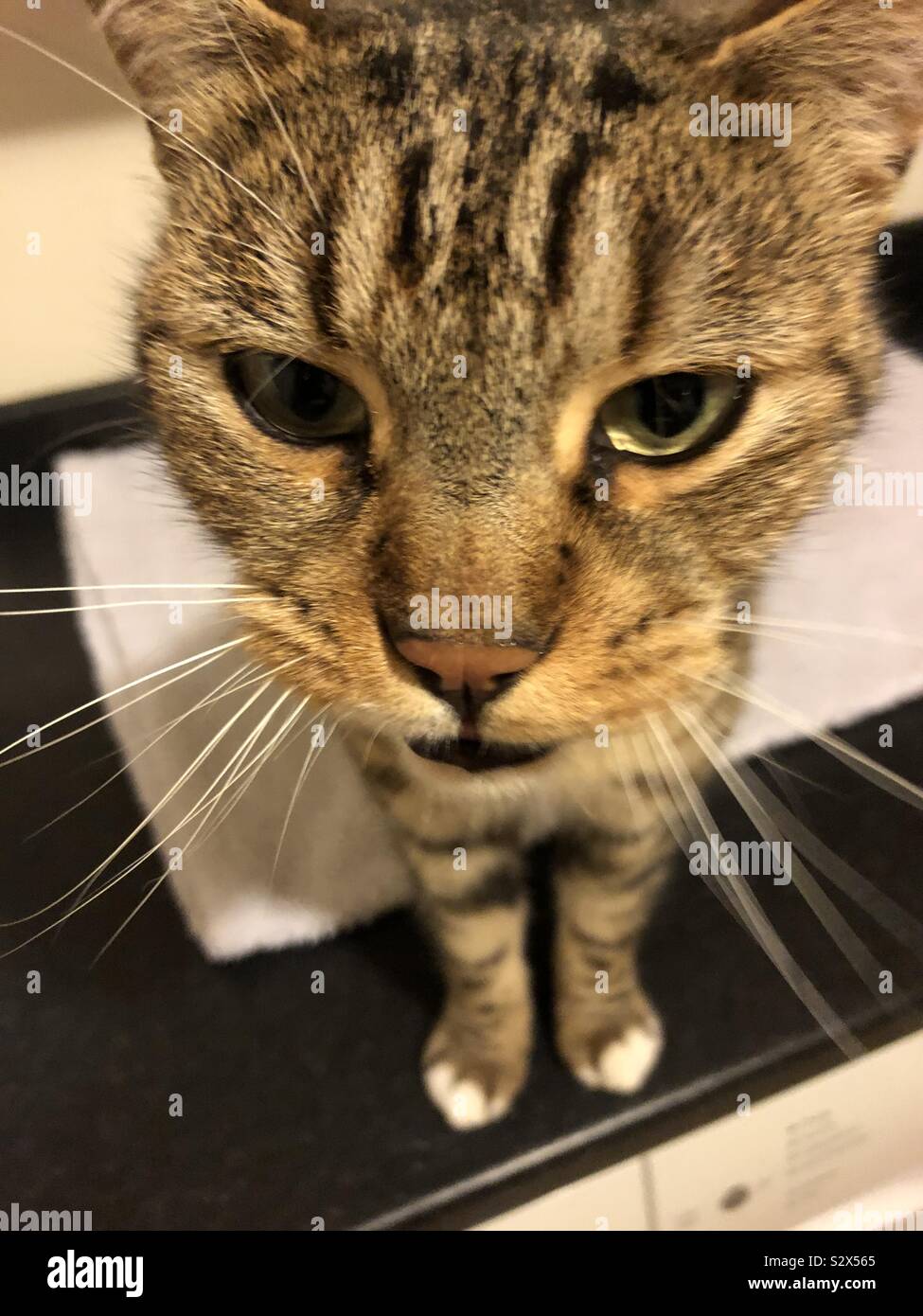 Hungry cat hi-res stock photography and images - Alamy