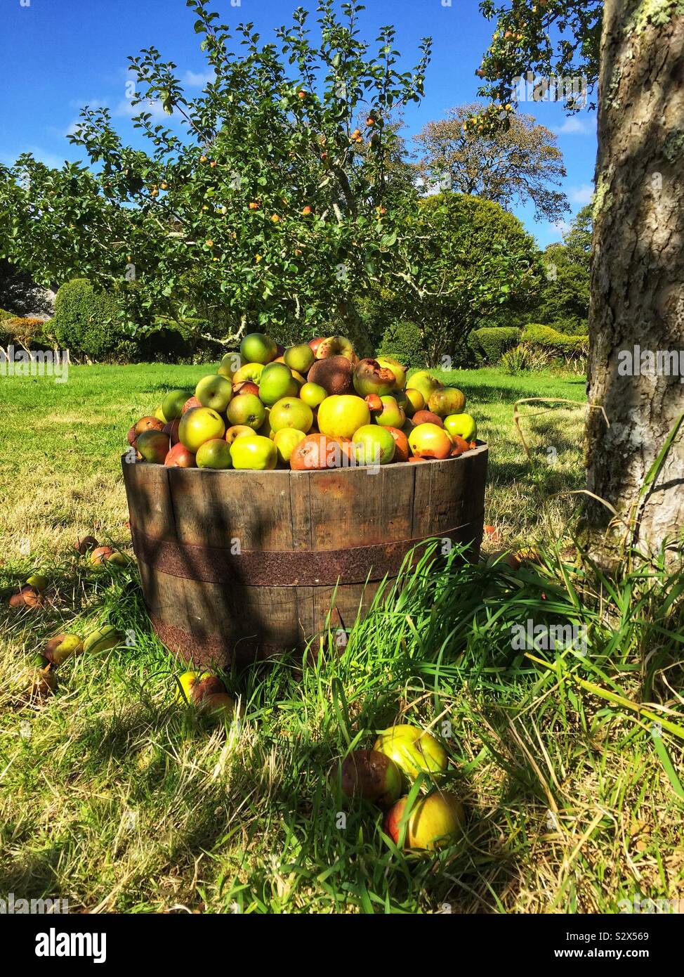 Apples in a barrel on the ground in an orchard Stock Photo - Alamy