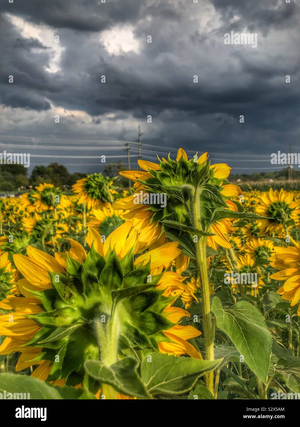 Sunflowers facing the direction of incoming storm clouds Stock Photo ...
