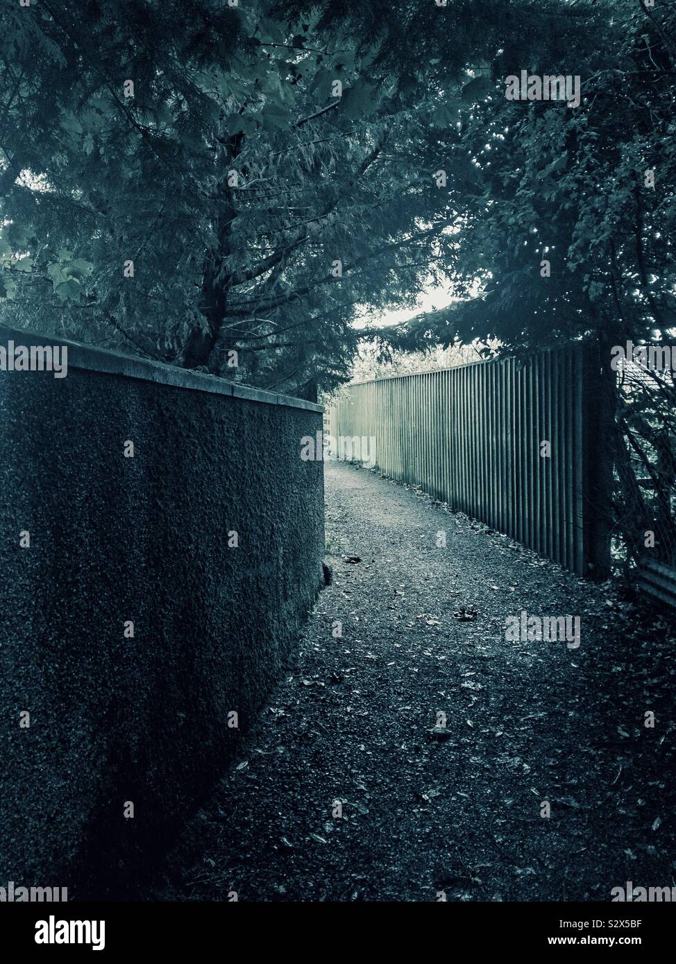 Dark path under trees, monochrome Stock Photo - Alamy