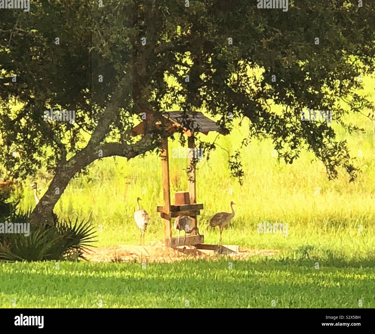 Wildlife in backyard Stock Photo - Alamy