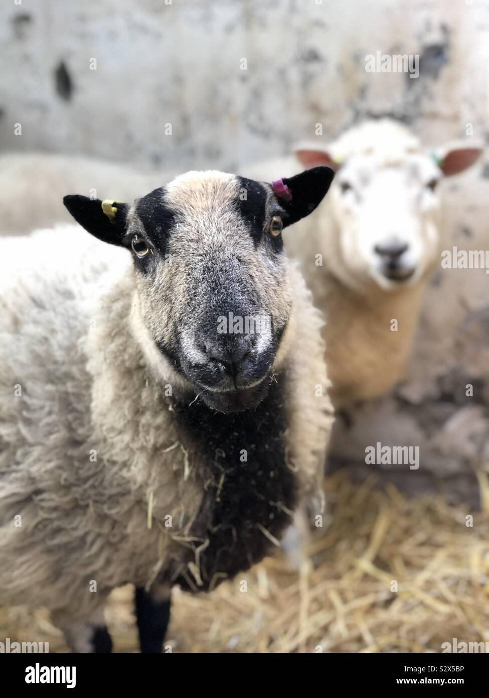 Sheepish hi-res stock photography and images - Alamy