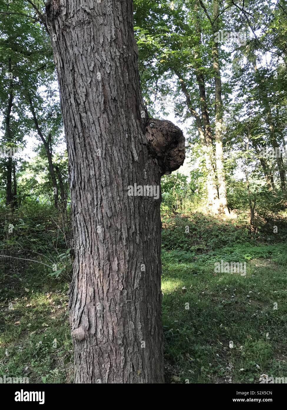 Tree knot High Resolution Stock Photography and Images - Alamy