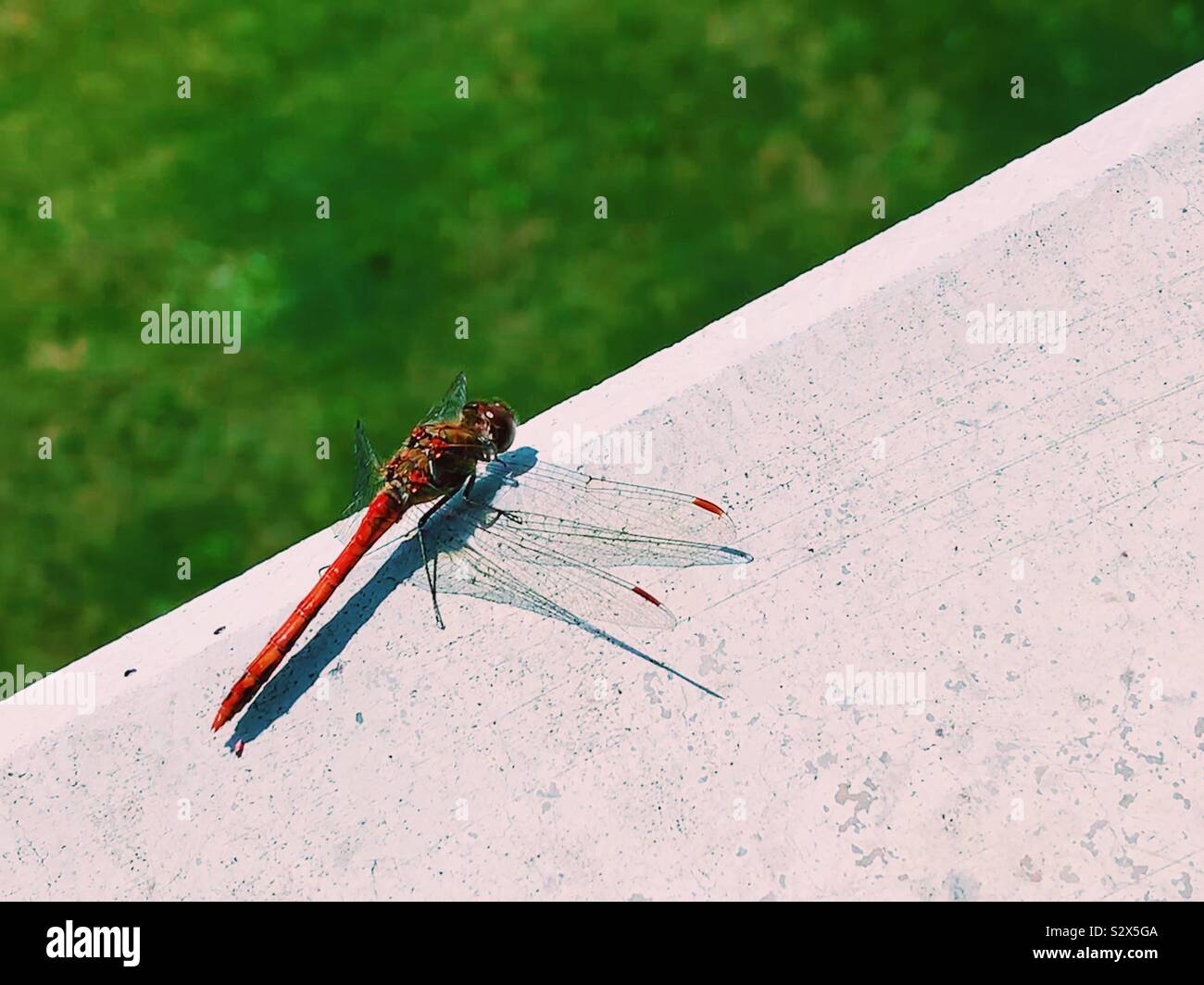 Red wasp hi-res stock photography and images - Alamy