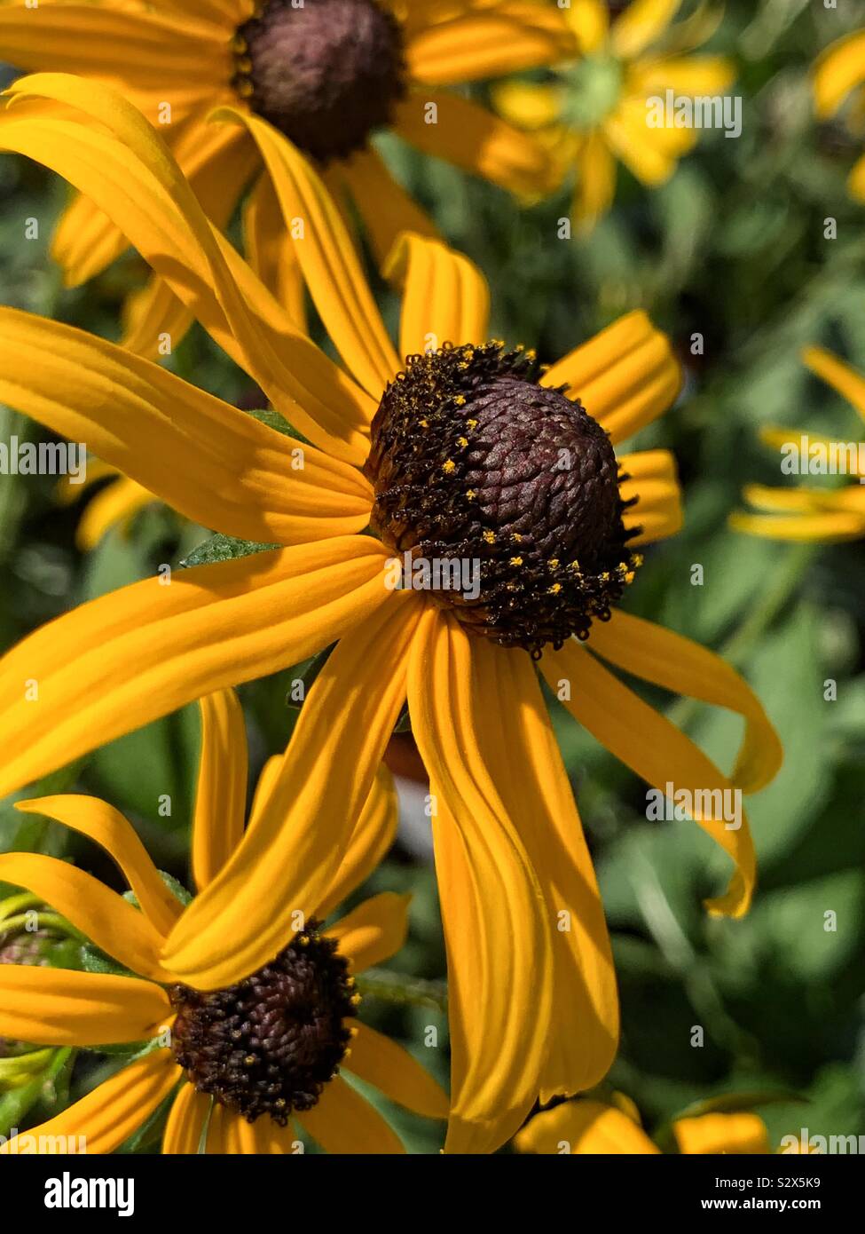 Brown eyed susans hi-res stock photography and images - Alamy