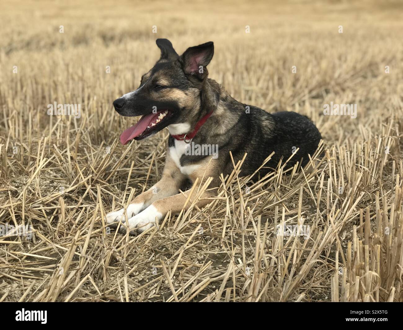 Straw dog hi-res stock photography and images - Alamy