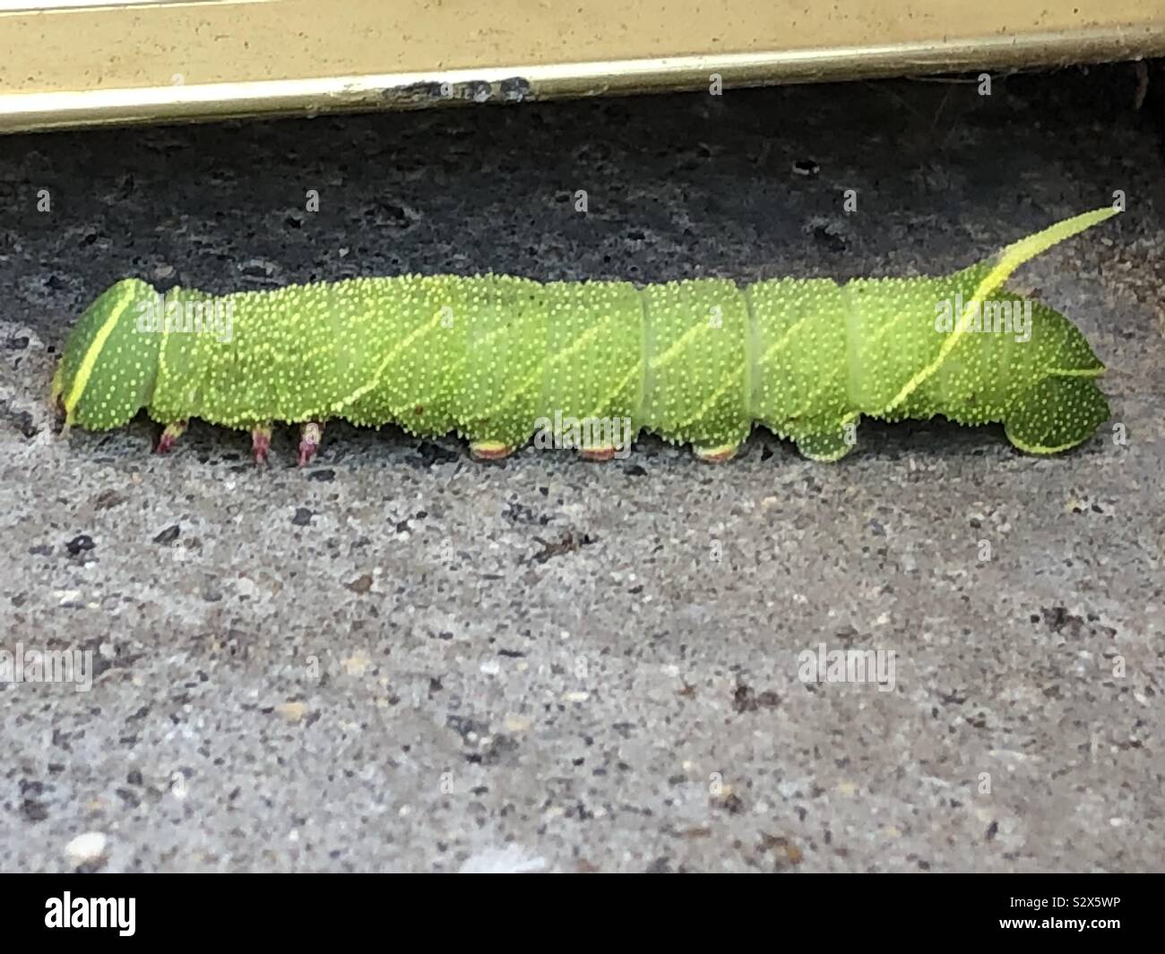 Green larvae hi-res stock photography and images - Alamy