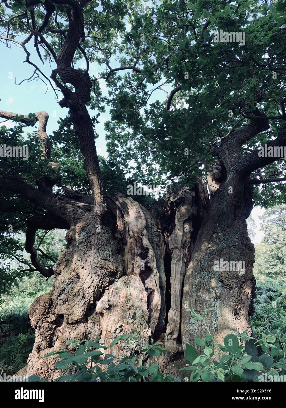 Old oak tree Stock Photo - Alamy