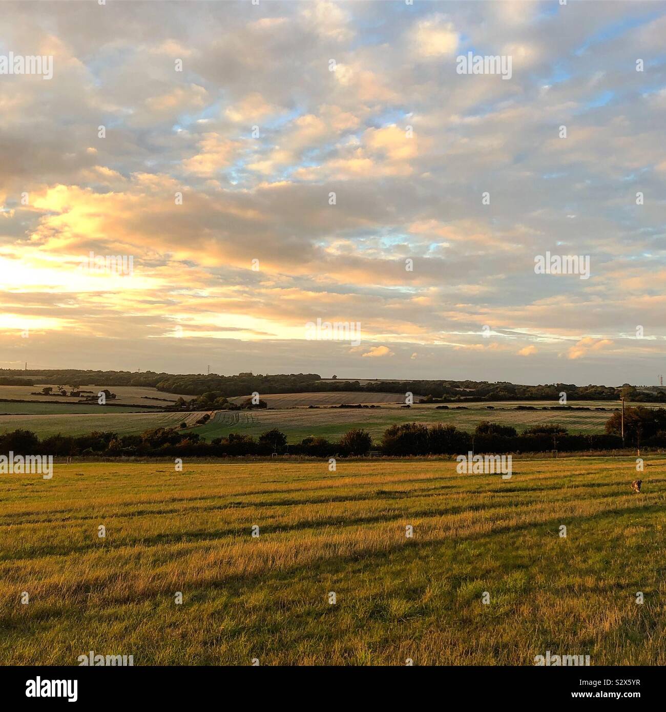 Fields of gold hi-res stock photography and images - Alamy
