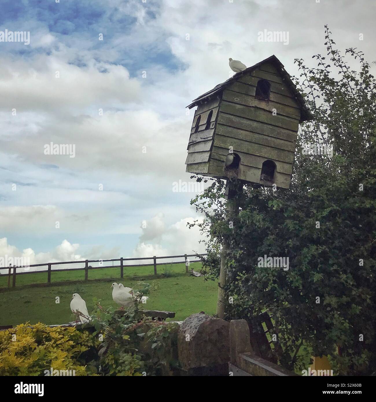 Doves at dovecote hi-res stock photography and images - Alamy