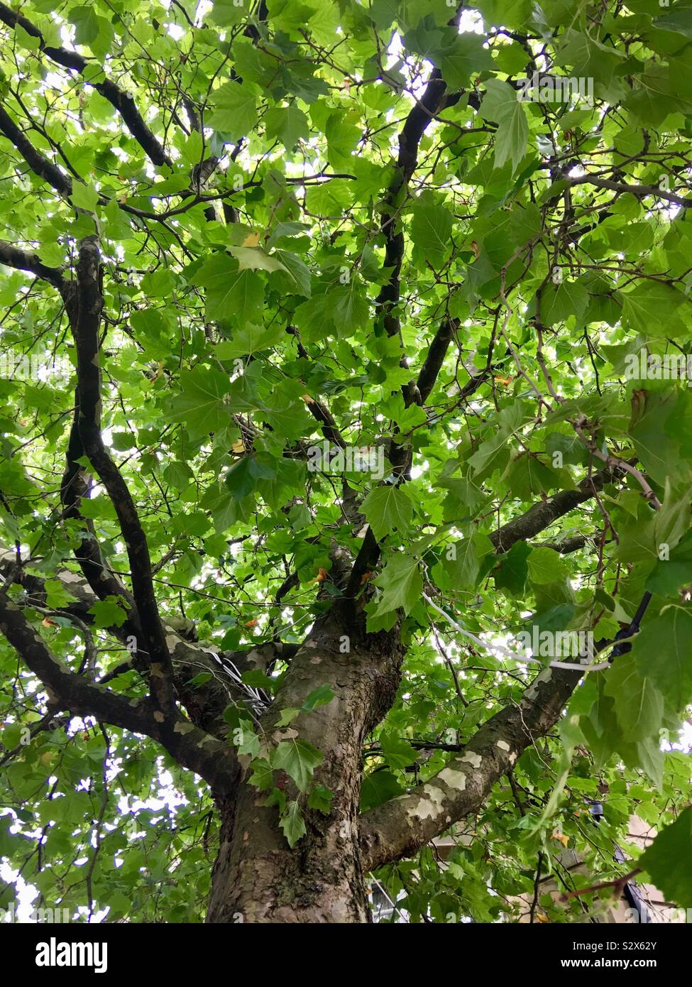 Looking up into a tree Stock Photo - Alamy